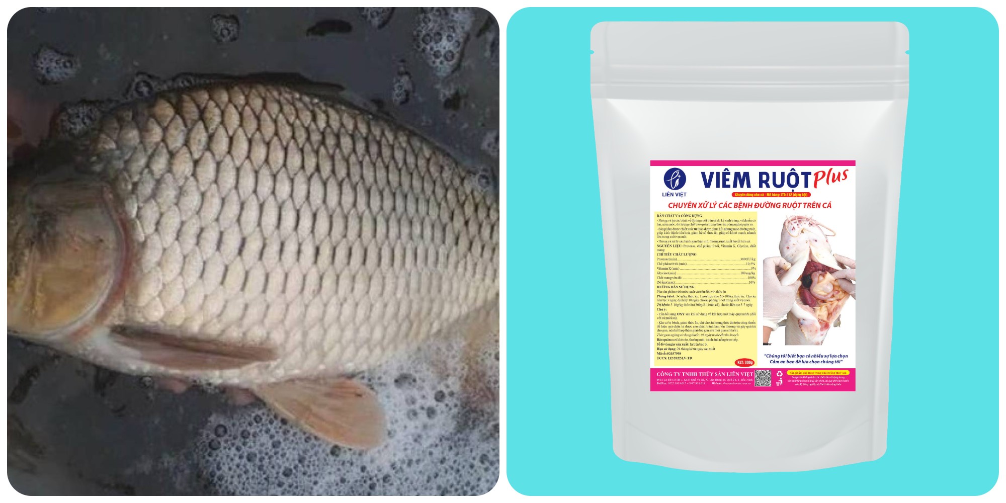 Thuốc trị đường ruột cho cá - Công Ty TNHH Thủy Sản Liên Việt